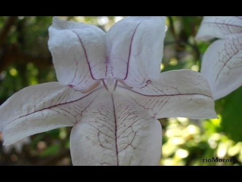 Guamo o rabo de mico: Inga codonantha | Plantas