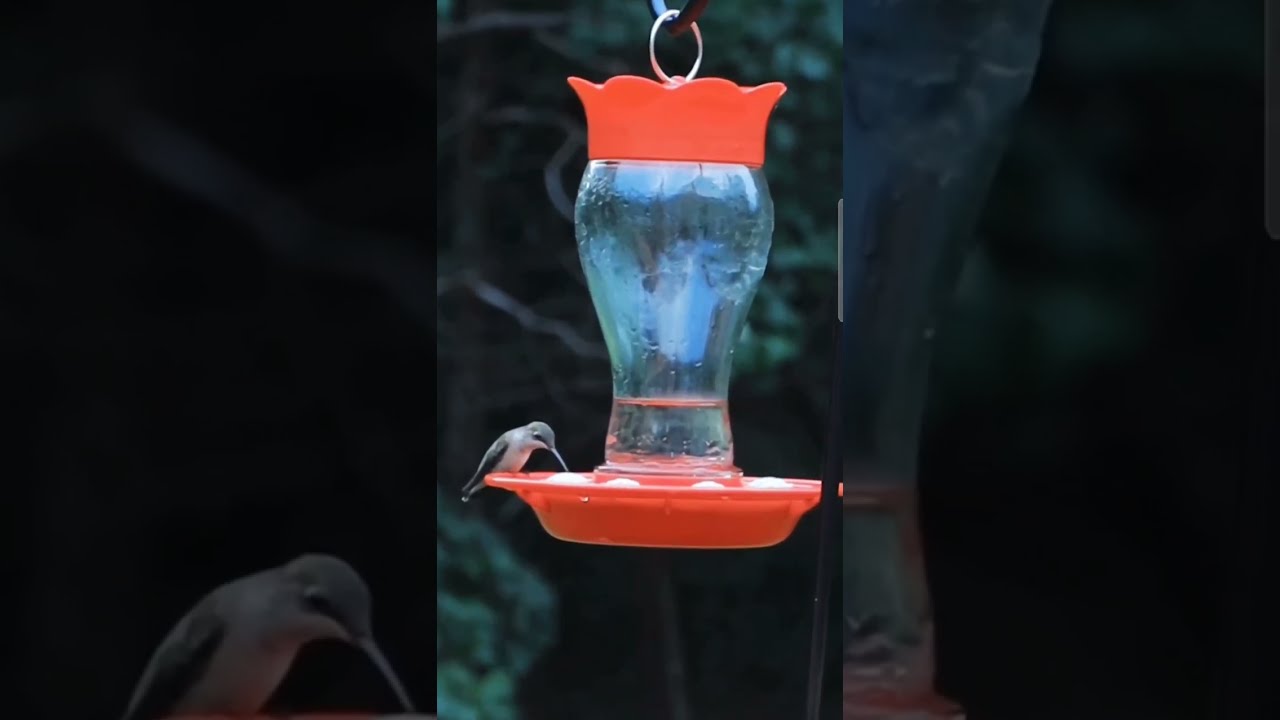 Watch This Before Buying a Pennington Hummingbird Feeder | Online Reviews