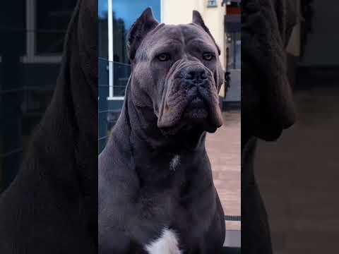 Things Cane Corso owners will understand 🐶 #canecorso #corso #LiveOutlandish #pets #dog #dogs #funny