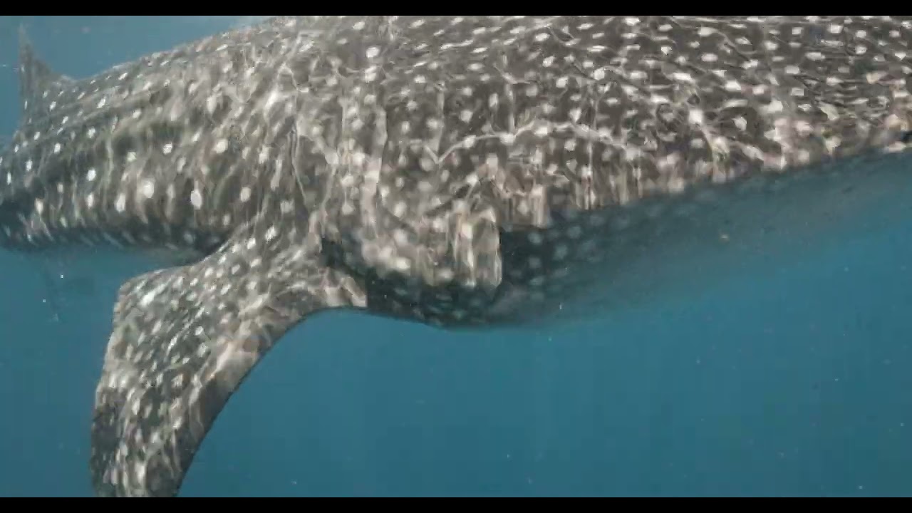 Snorkeling with Whale Sharks.