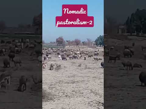 Nomadic pastoralism - 2 | #shortvideo #ytshorts #ytshorts #shorts #nomaidens