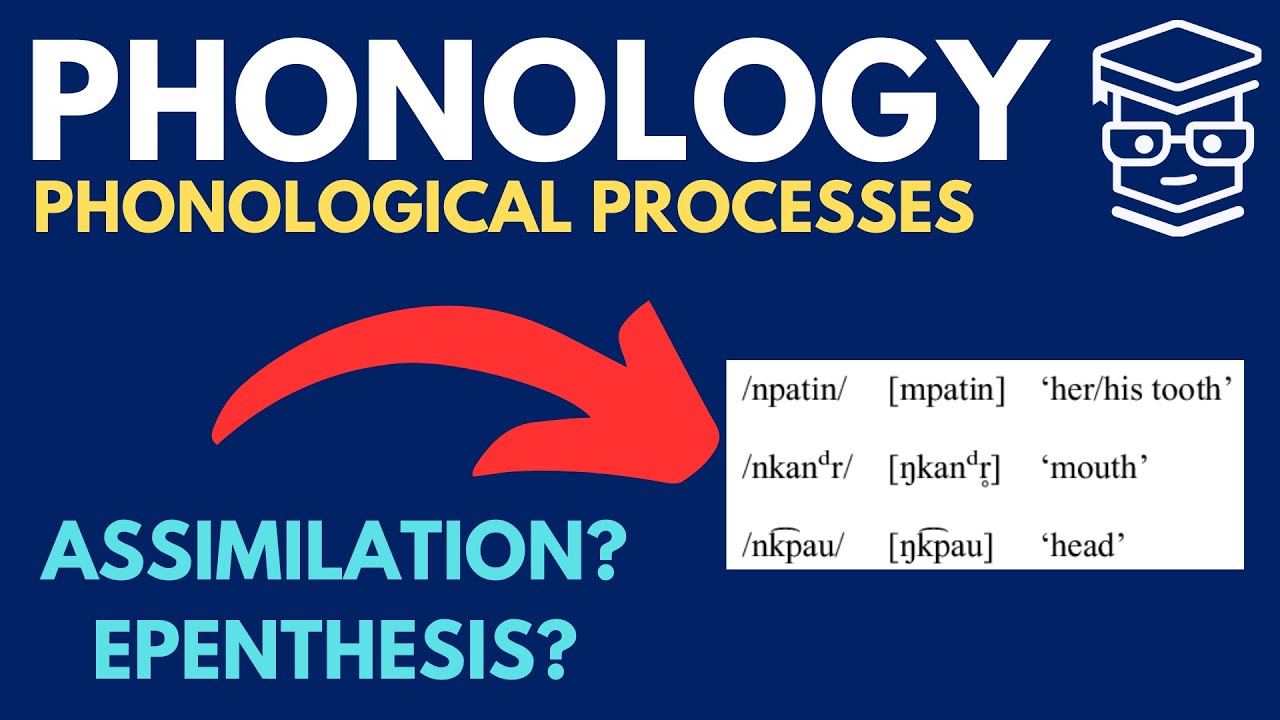 Phonological Processes (Assimilation, Dissimilation, Epenthesis...)