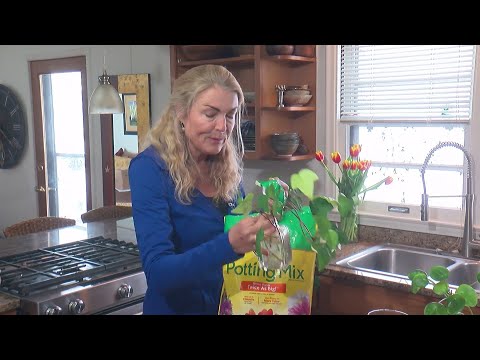DIY Friday: Multiplying Your House Plants