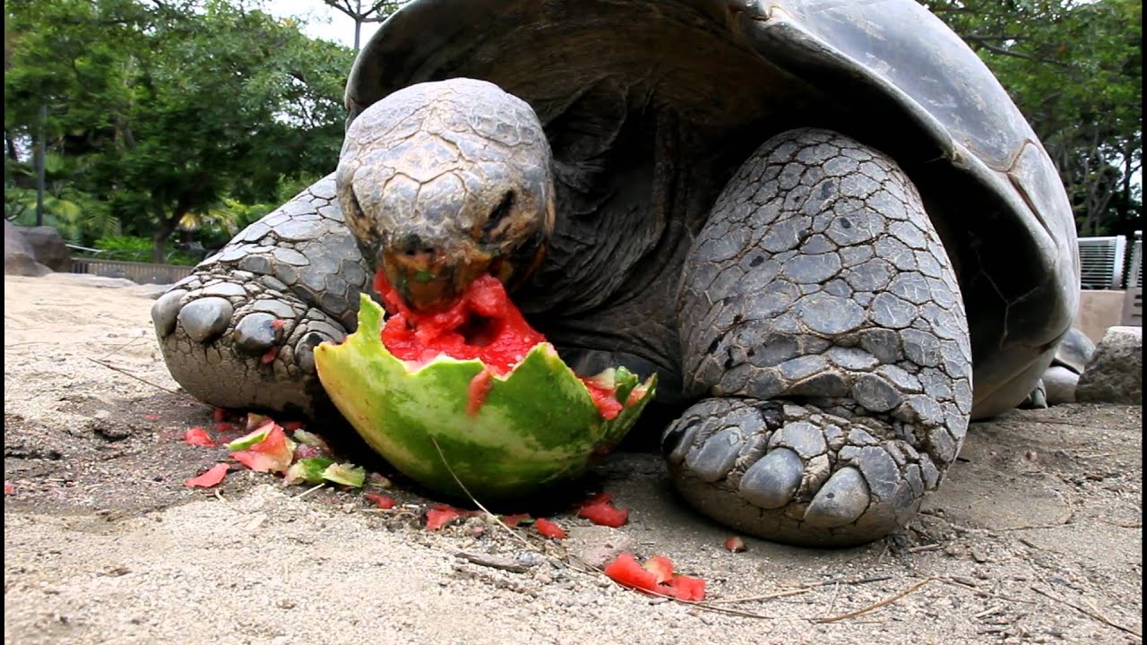 Galapagos Tortoise Can't Get Enough Watermelon