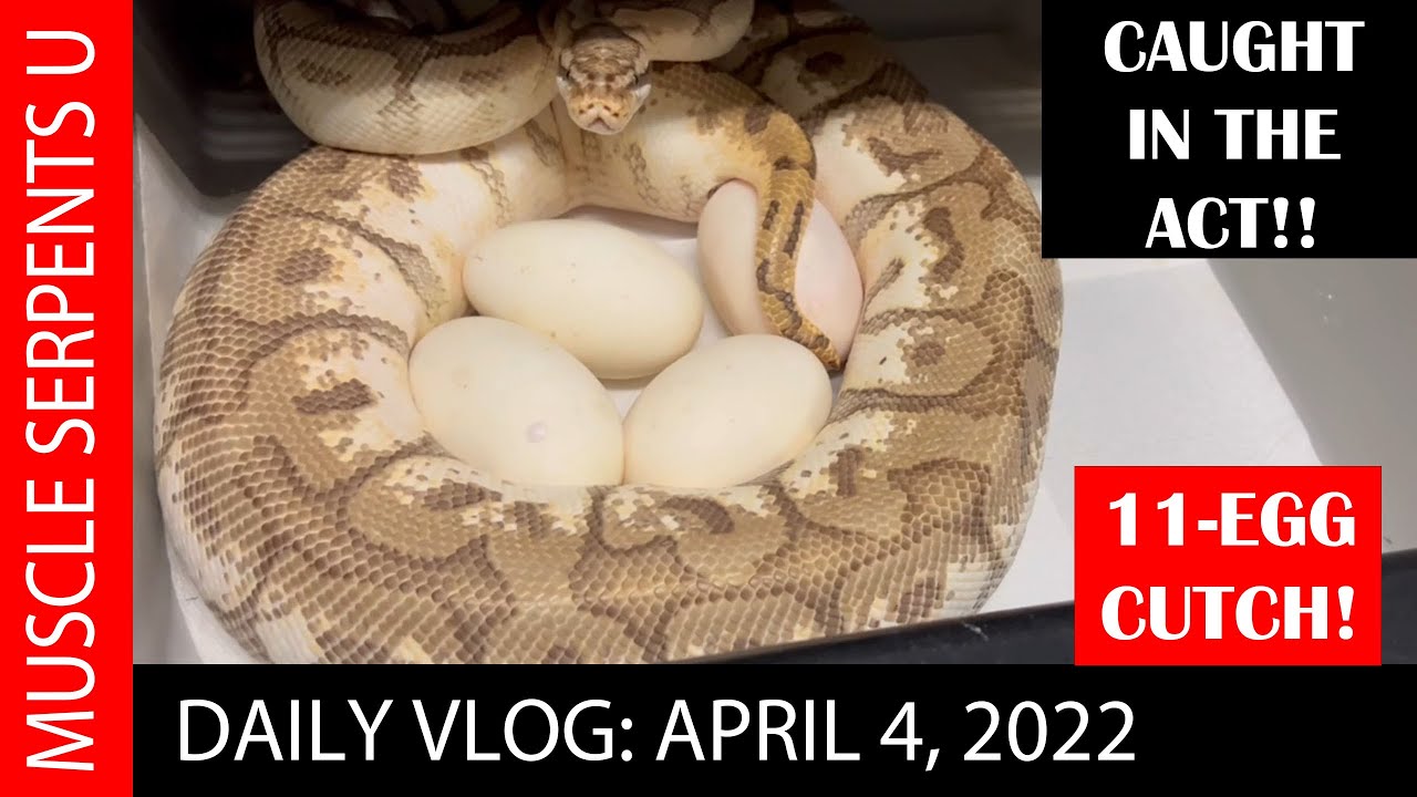 MONSTER BALL PYTHON CLUTCH! Plus, MY BIGGEST BOA!