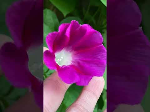 🌸 Grow a Vine Wall | Invisible Trellis | #shorts #garden #gardentips #vines #diyprojects #flowers