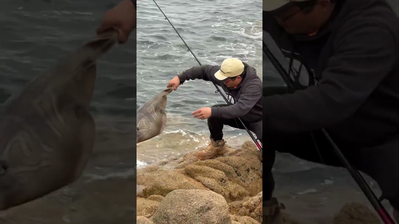 Release B. Shark