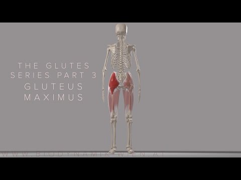 The Glutes Series Part 3: Gluteus Maximus (Tensor Fascia Latae and it Band) (3D Animation)