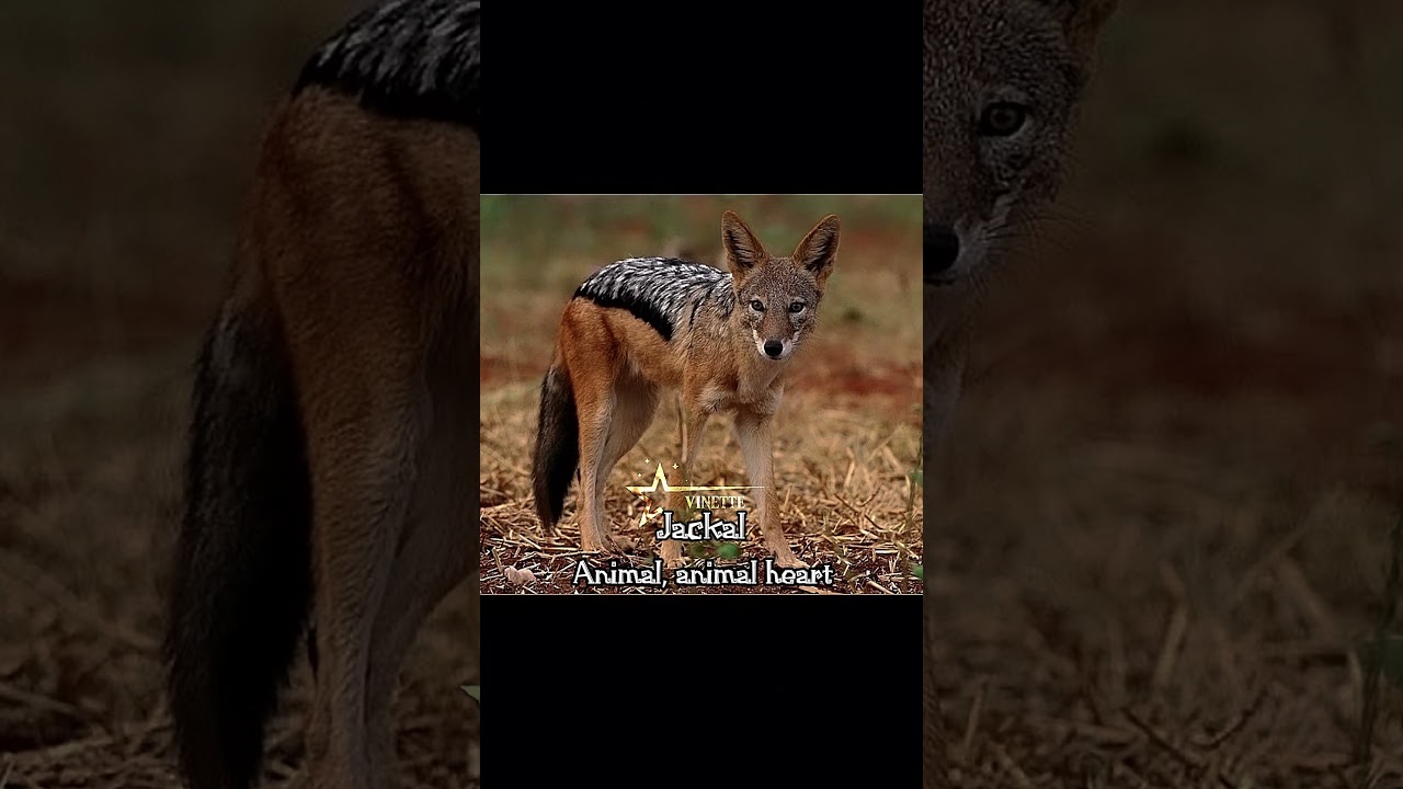 Sing when you see your theriotype (PT6) :: Canine Edition!! :: { #therian #fox #dog #trend #music }