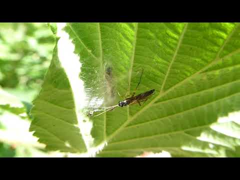 Ichneumonidae indet, Parasitaire wesp onbekend, De Brand, NB, the Netherlands, 28 May 2022