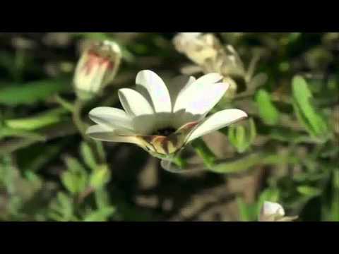 Introduction to the Characteristics of life