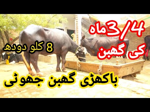 پیور نیلی کی باکھڑی پہلن گھبن جھوٹی 4 ماہ کی sale in (03095071591) pakistan on YouTube 5/5/2025