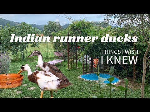 Indian runner ducks | Things I wish I knew
