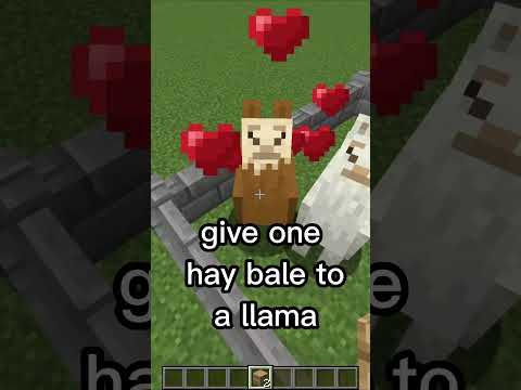 How to BREED LLAMAS in Minecraft #shorts #minecraft #llamas