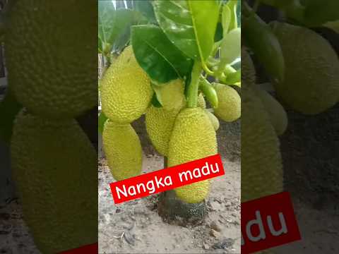 trik nangka madu agar berbuah lebat terus menerus #buah #nangka #buahlebat #viralshort