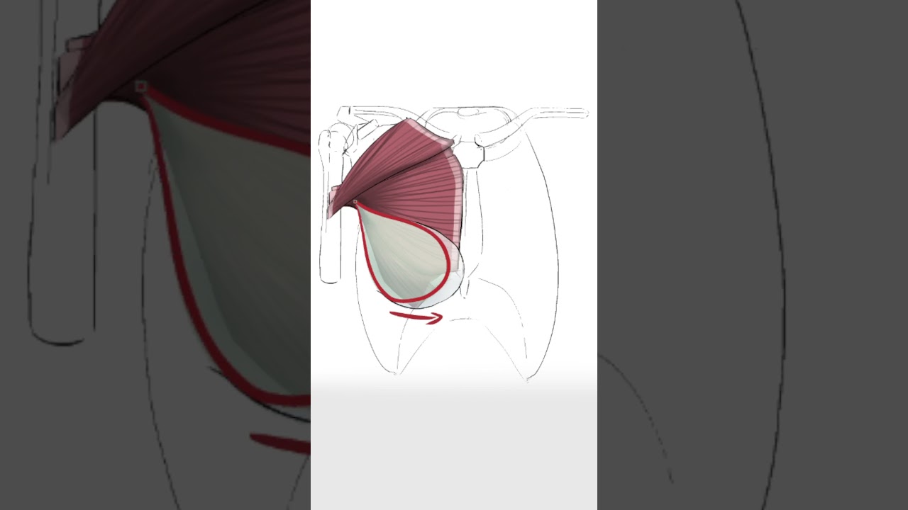 Mistake When Drawing Breasts - Quick Art Tips #art #sketch #shorts #tutorial #drawingtutorial #anime