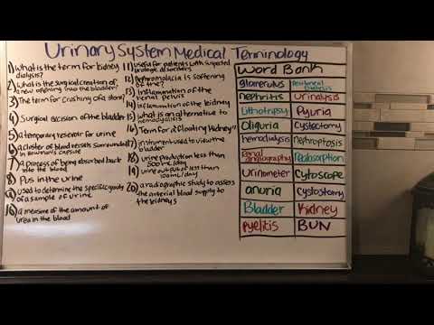 Urinary System: Medical Terminology Quiz