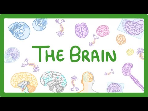 GCSE Biology - The Brain