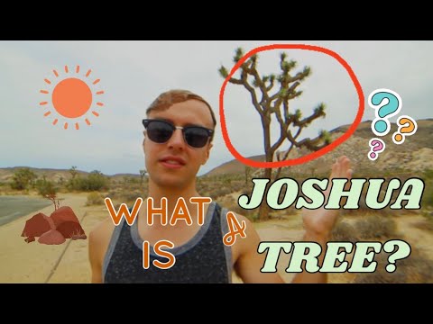 What Is a Joshua Tree? Joshua Tree National Park: Facts About Joshua Trees| Travel Vlog #42
