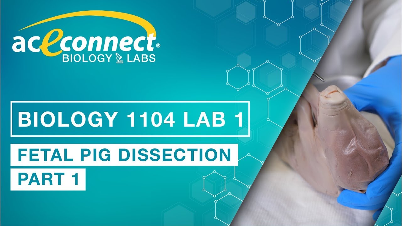 Biology 1104 Lab 1 || Fetal Pig Dissection - Part 1