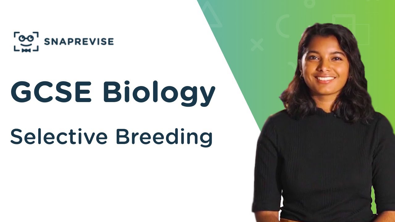 Selective Breeding | 9-1 GCSE Science Biology | OCR, AQA, Edexcel