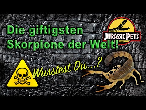 Der giftigste Skorpion der Welt: Androctonus australis & Leiurus quinquestriatus | Wußtest Du...? #1
