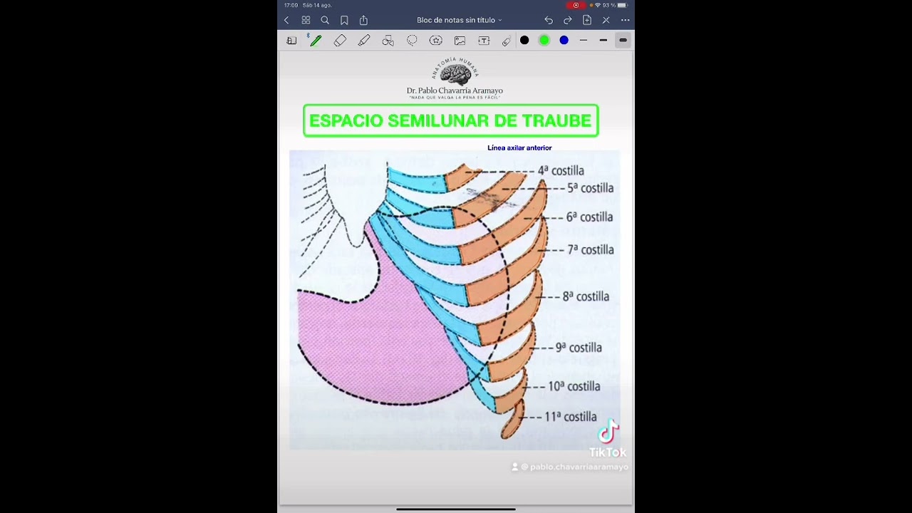 Traube's semilunar space