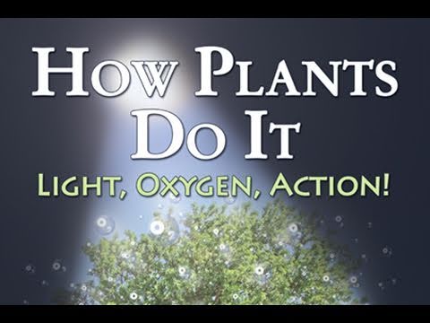 Public Lecture—How Plants Do it: Light, Oxygen, Action!