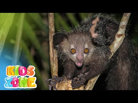 Nocturnal animals for kids | night animals | creatures of the night | educational video