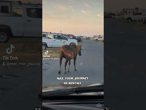 My RV Rental Business Income REVEALED! (Entrepreneur)