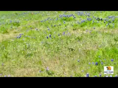 Beauty of Texas Bluebonnet Flowers- Ennis,TX