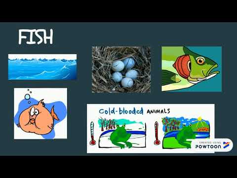 VERTEBRATE ANIMALS
