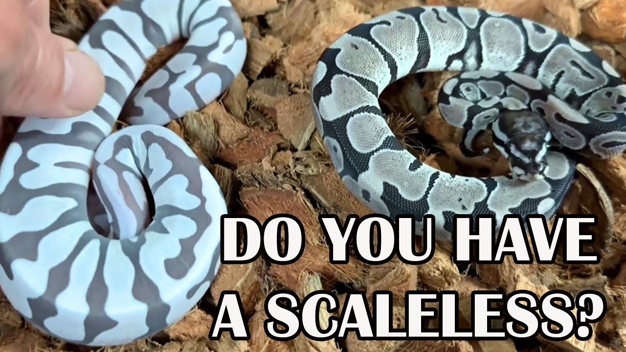 VPI T+ SCALELESS BALL PYTHON: THE BEST?