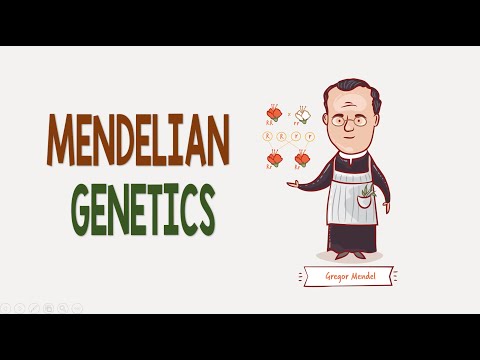 Mendelian Genetics | Biology Animation