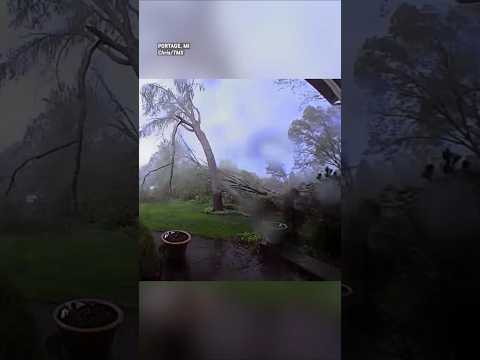 Winds Gone Wild: These trees didn't stand a chance! 🌬️🌳
