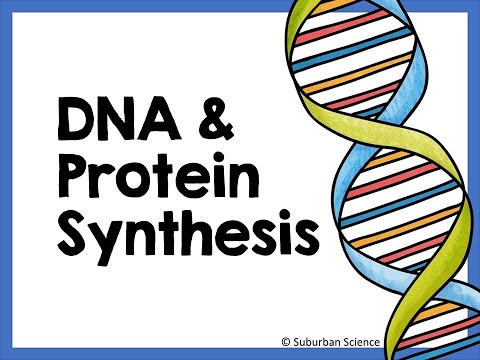 UNIT 7- DNA, RNA, & Protein Synthesis