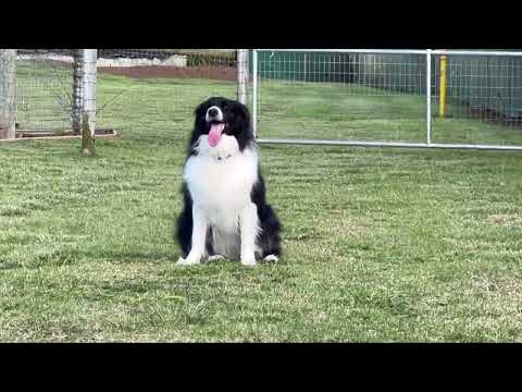 Australian Shepherd learning off leash attention