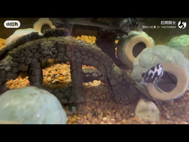 Mini Polar Blue Parrot Cichlids Rehome | Fish for Rehoming ...