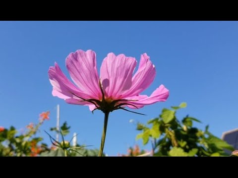 Holiday, Heat..... and a Hummingbird?