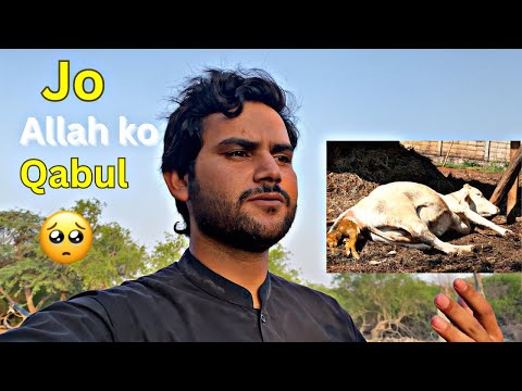 Qurbani K Doran Bhens Ne Bacha De Diya 🥺 | Pregnant Bhens Ki Qurbani Ho Gayi 💔