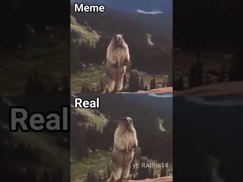 Screaming Beaver #meme (Meme vs Real)#shorts