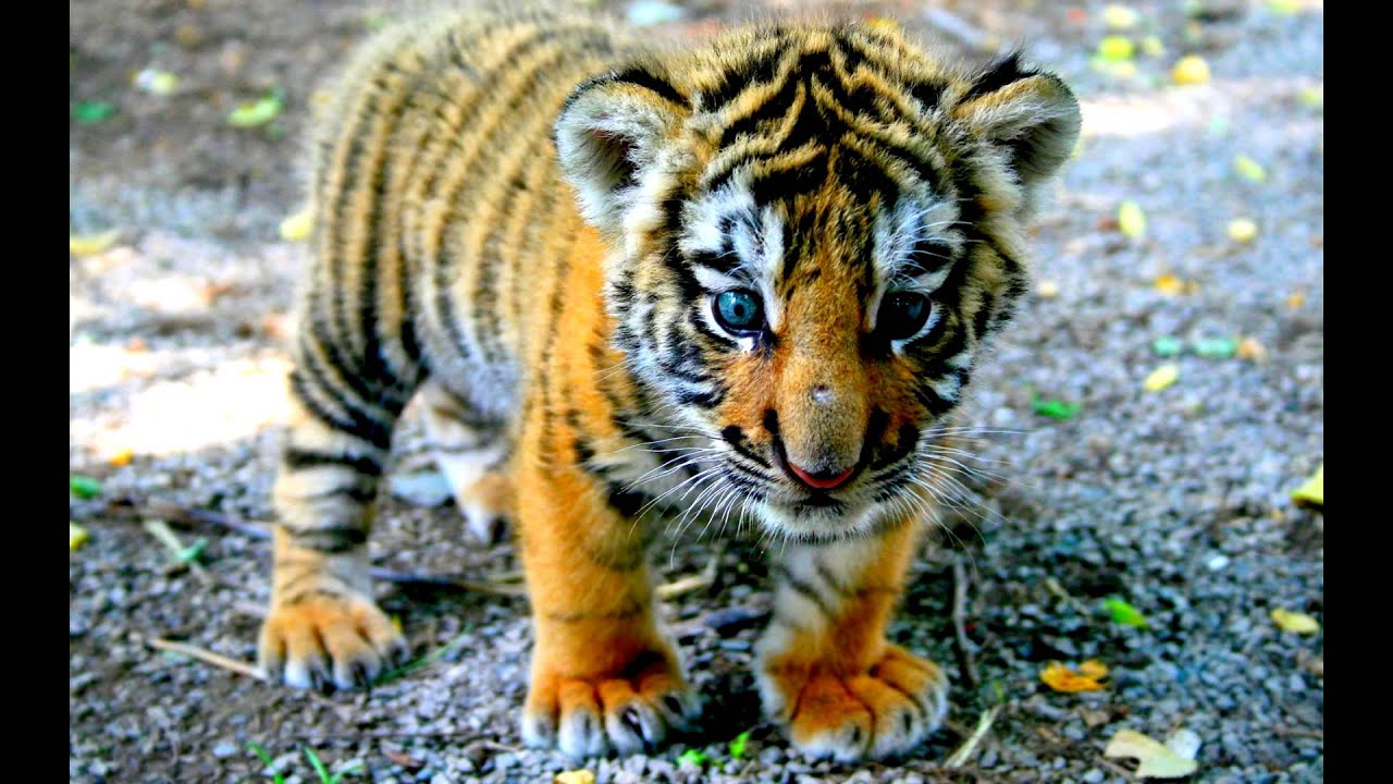Tiger HD wallpapers