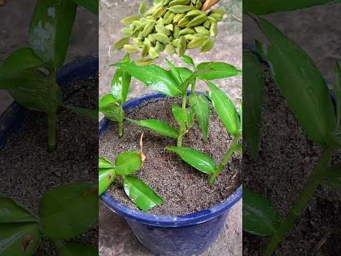 how to grow cardamom from seeds, propagation of elaichi from seed
