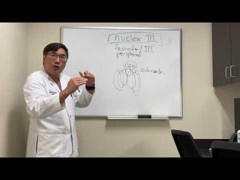 Nuclear vs. infranuclear CN III palsies