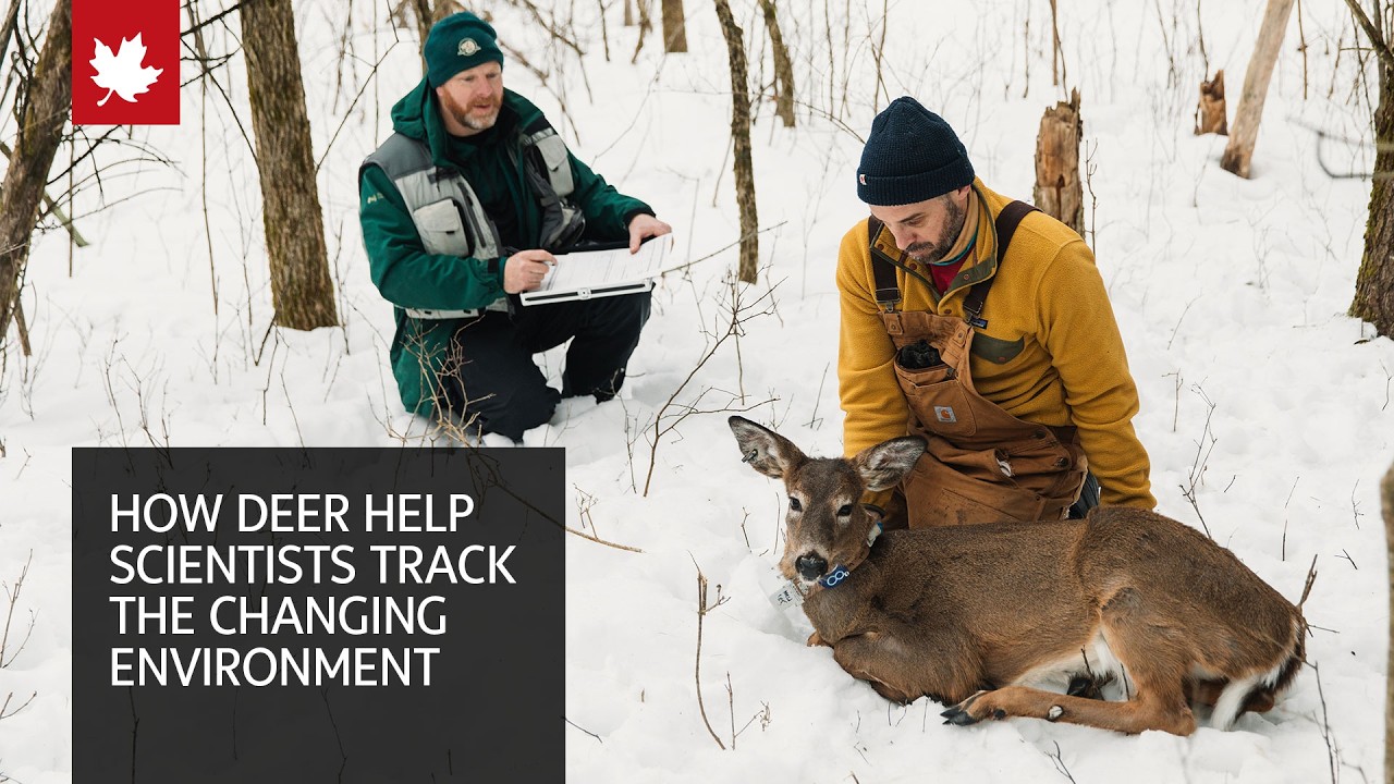 How deer are helping scientists track the changing environment
