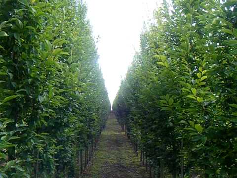 Sap Trees Carpinus betulus Fastigiata 10-12cm girth