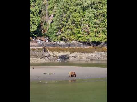 Grizzly Bear In It's Natural Habitat 🐻