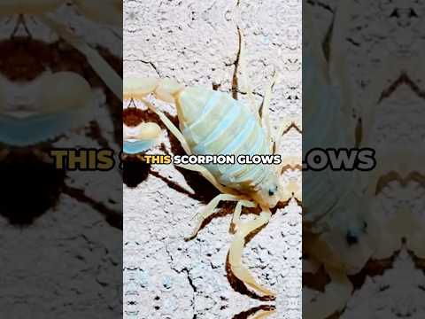 The Deathstalker Scorpion: Nature's Most Terrifying Assassin