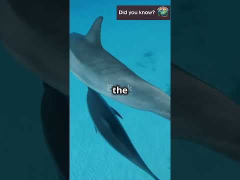 Did You Know? Dolphins Have Names for Each Other