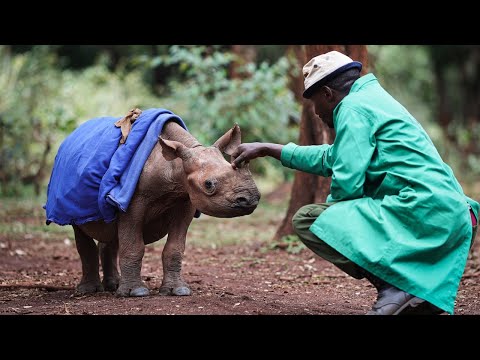 A Day in the Life of Raha | Sheldrick Wildlife Trust